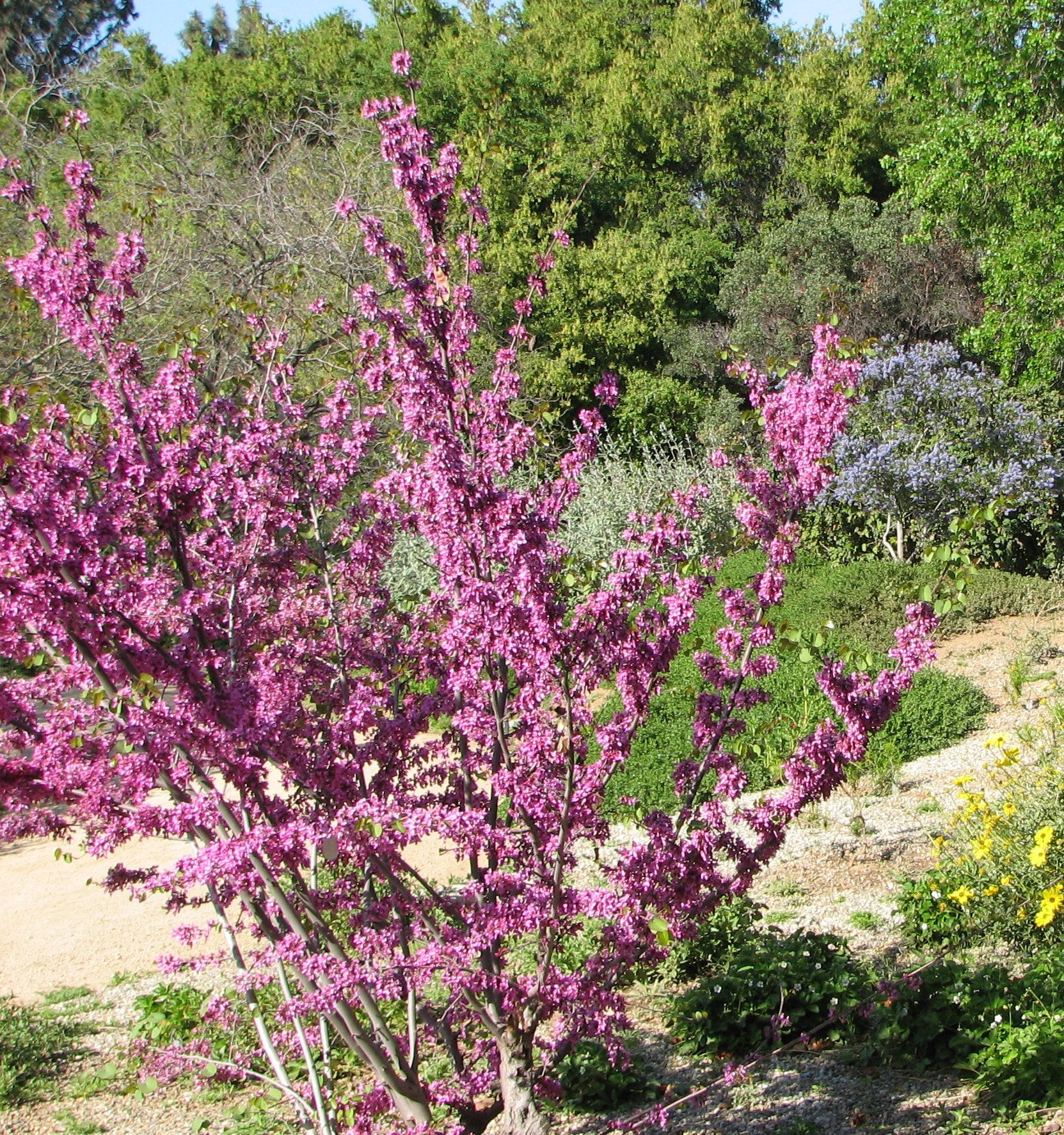 Cercis occidentalis, Western Redbud | California Native Plant Society