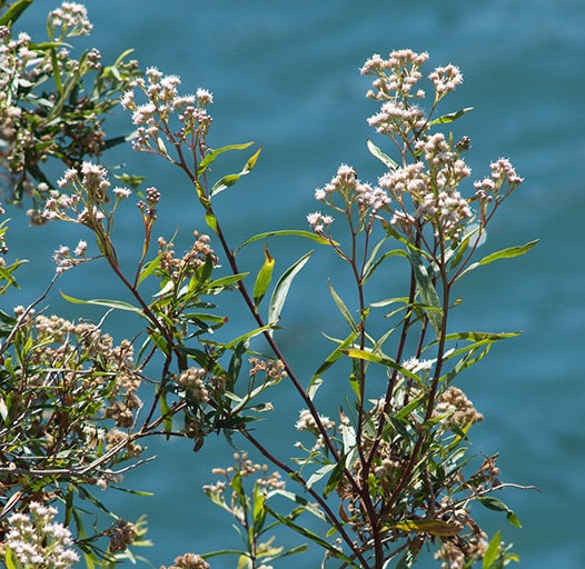 Baccharis Salicifolia